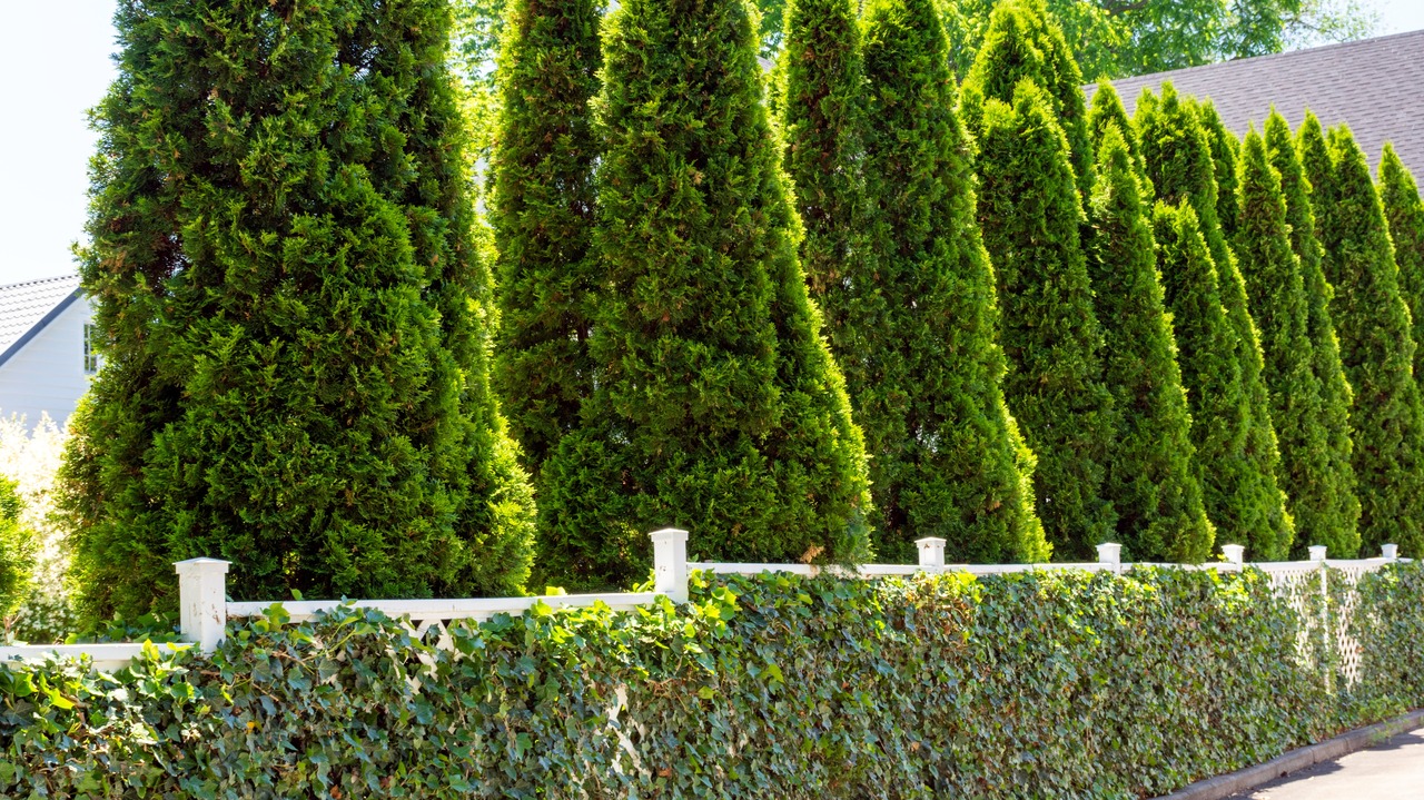 Turn Your Yard Into a Private Escape With These Easy Privacy Ideas