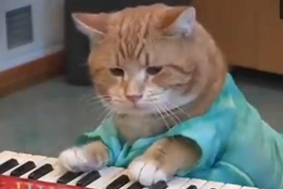 Grumpy Cat, Keyboard Cat, and More- 20 Internet Animals We’ll Never Forget