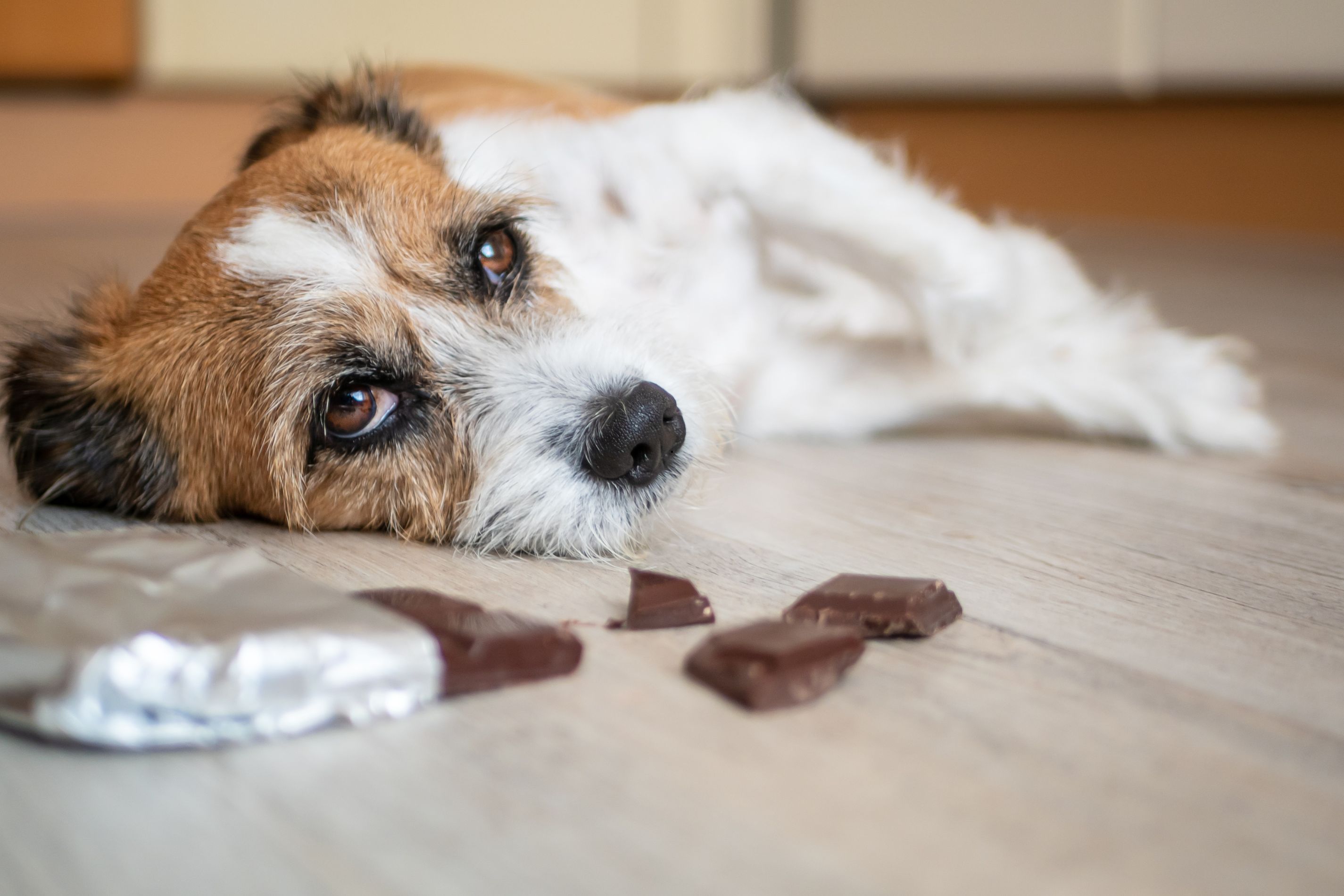 What happens if a dog eats chocolate? Chocolate poisoning symptoms ...