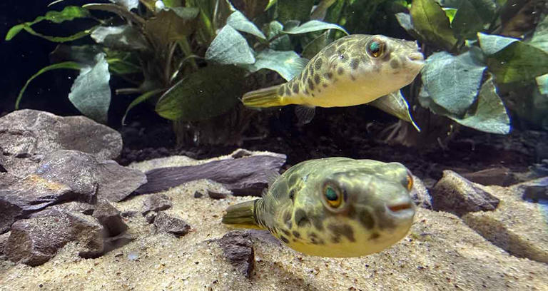 Top 5 Safest Pufferfish to Own
