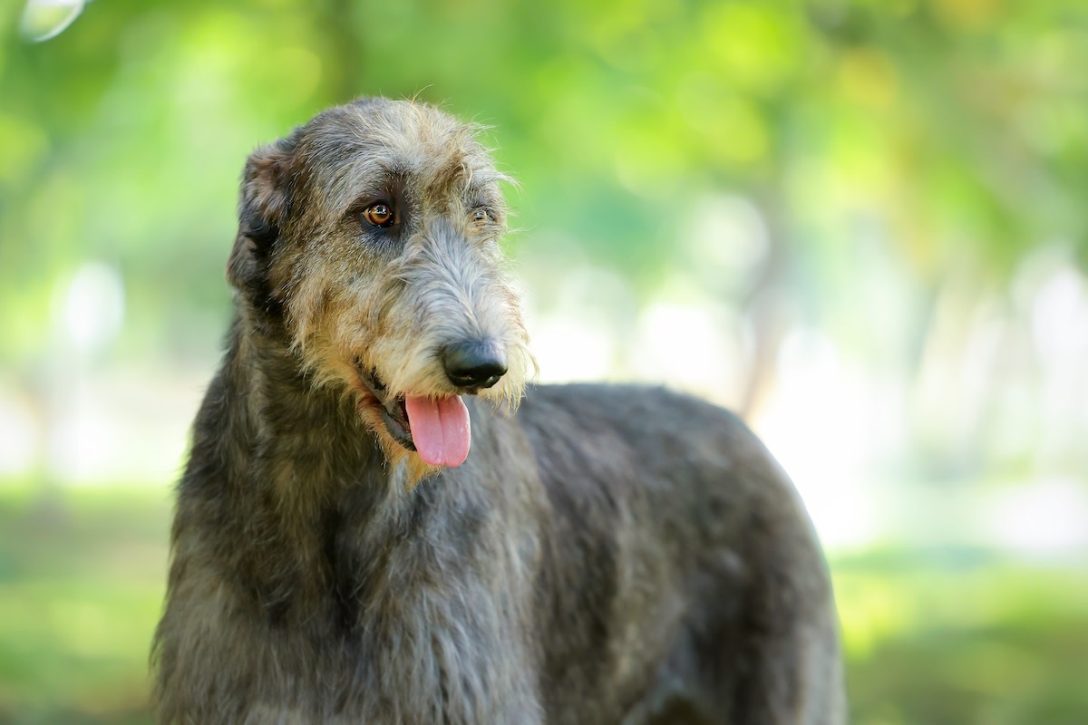 Massive Irish Wolfhound's Special Job as 'Emotional Support Dog for ...