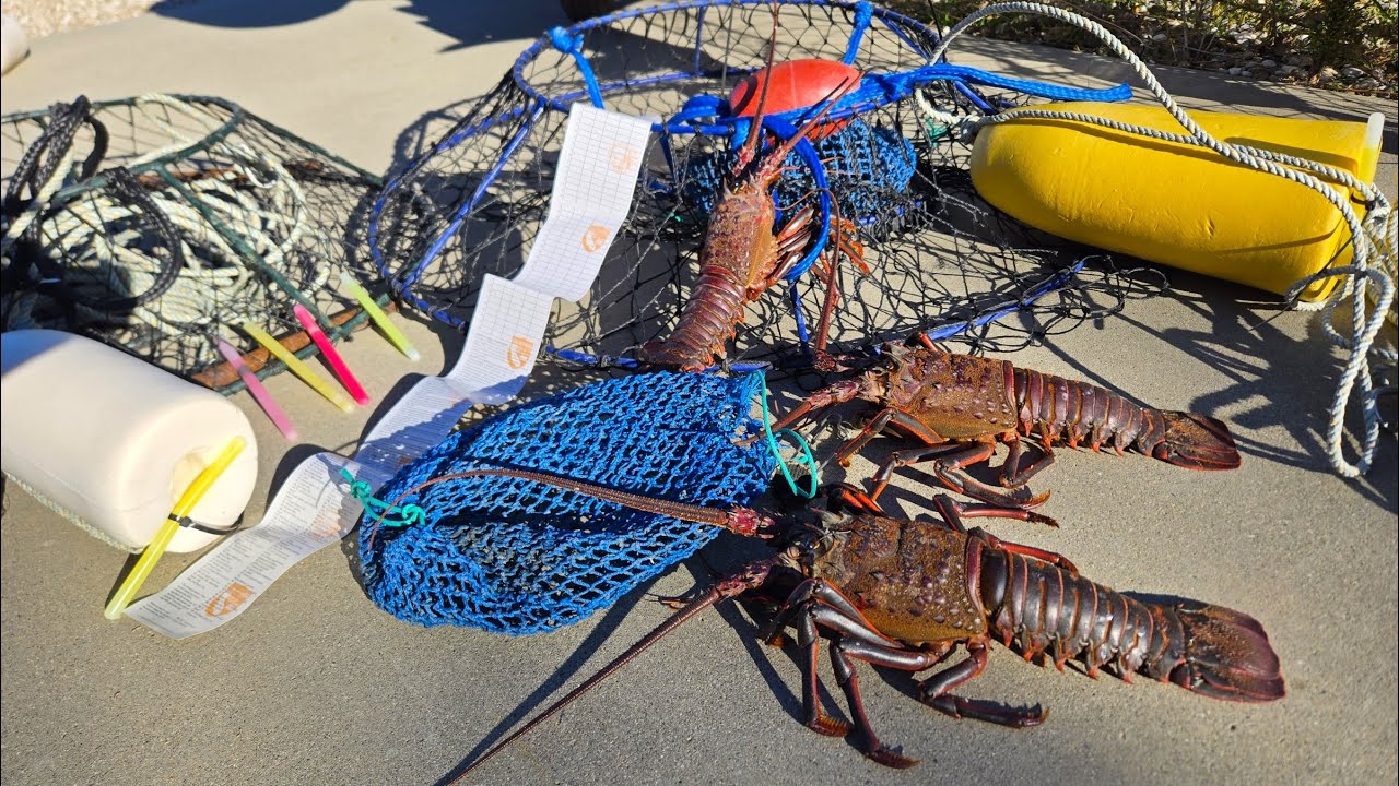 How to Catch Lobster for Beginners West Coast