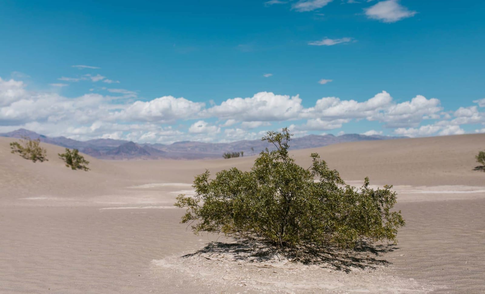India’s Largest Desert Turns Green Almost Overnight