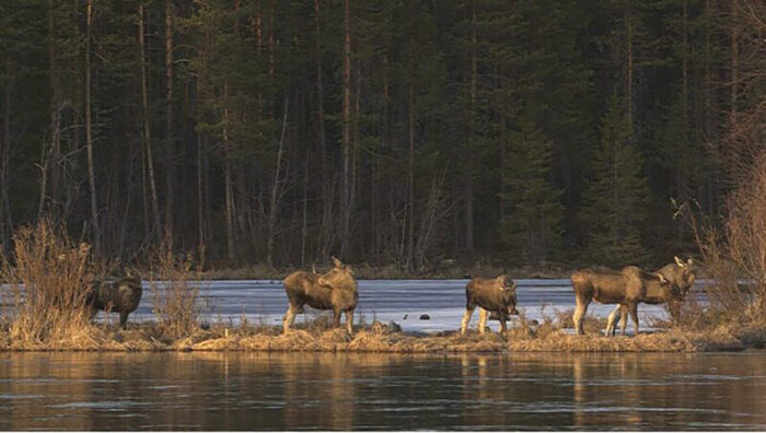 Millions of Viewers Mesmerized by the Great Moose Migration
