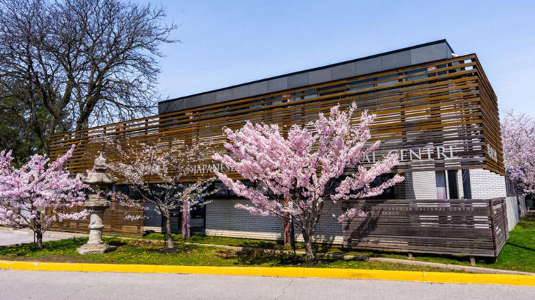 Toronto's new cherry blossom festival has stunning pink blooms and ...