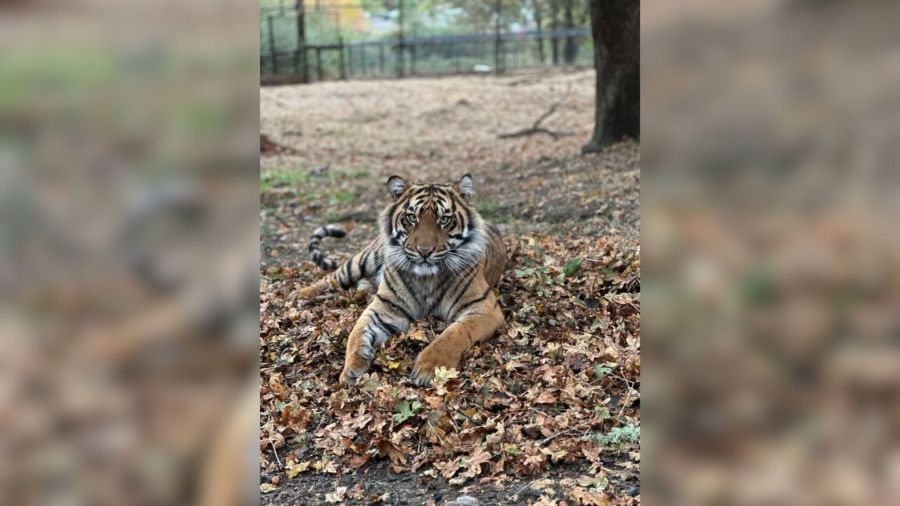 Zoo Atlanta welcomes new tiger