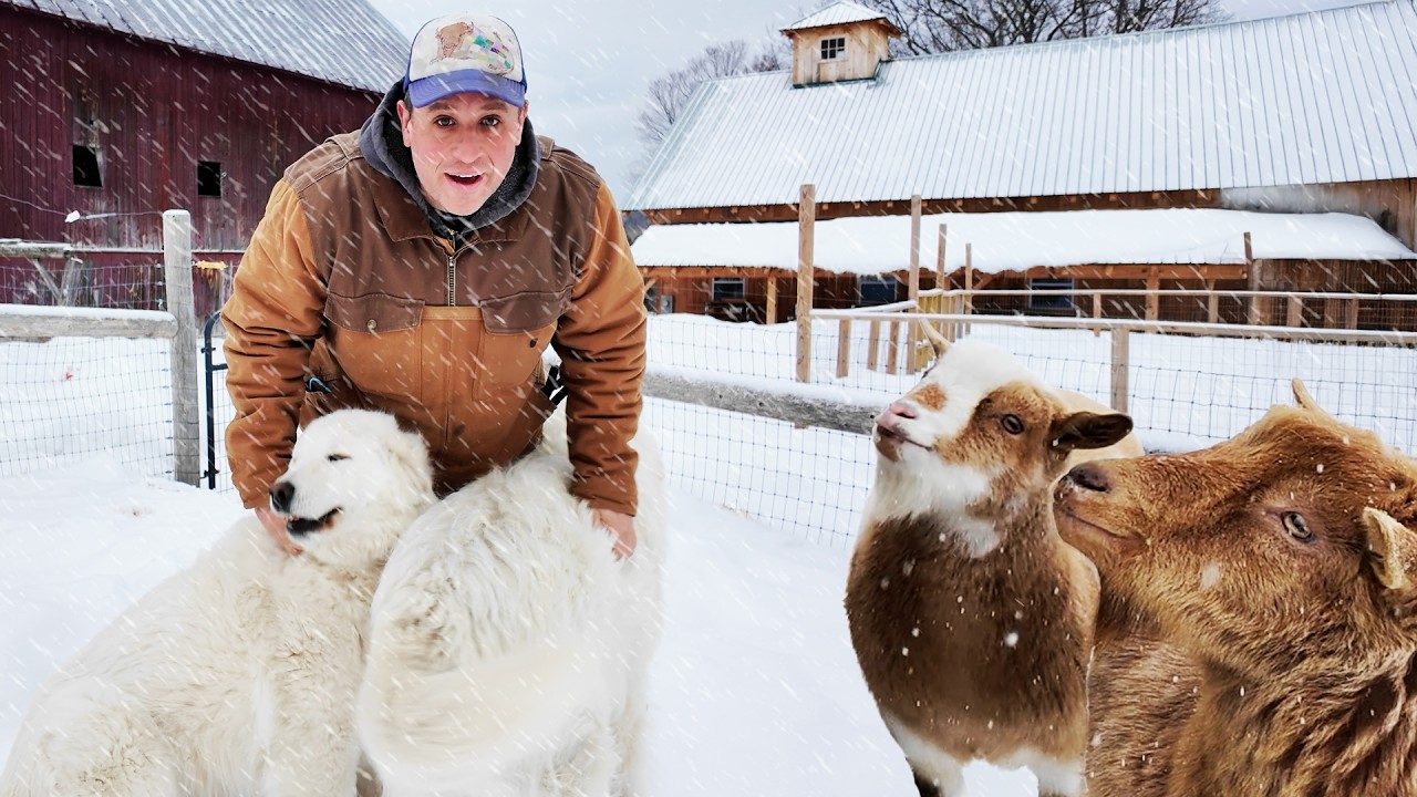 Can My Guard Dog Herd Goats? Let’s Find Out