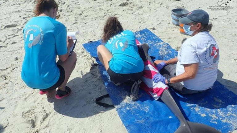 Alabama Marine Mammal Stranding Network rescues stranded dolphin on ...