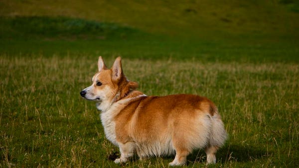 How Long Do Corgis Live?