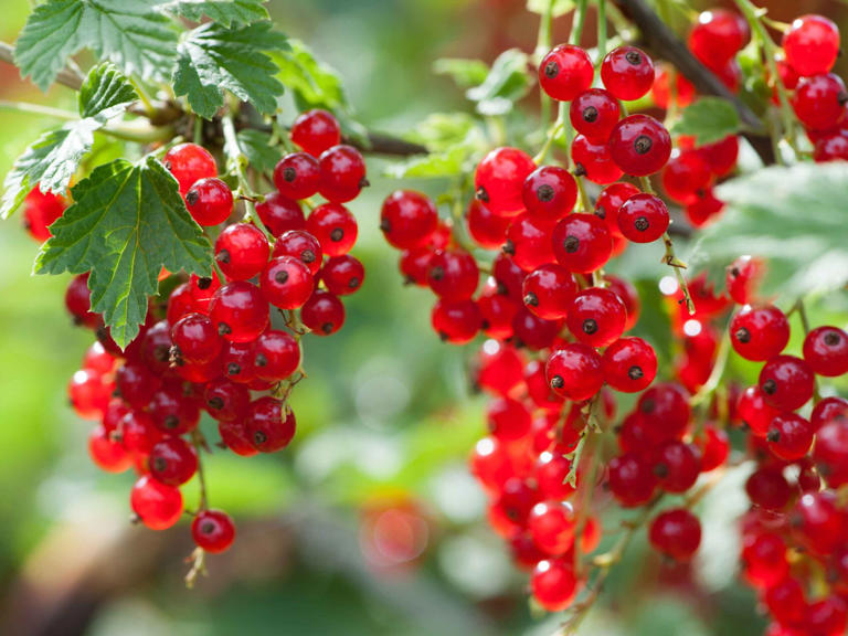 Cuidados del Grosellero de la India: Cultivo y Beneficios