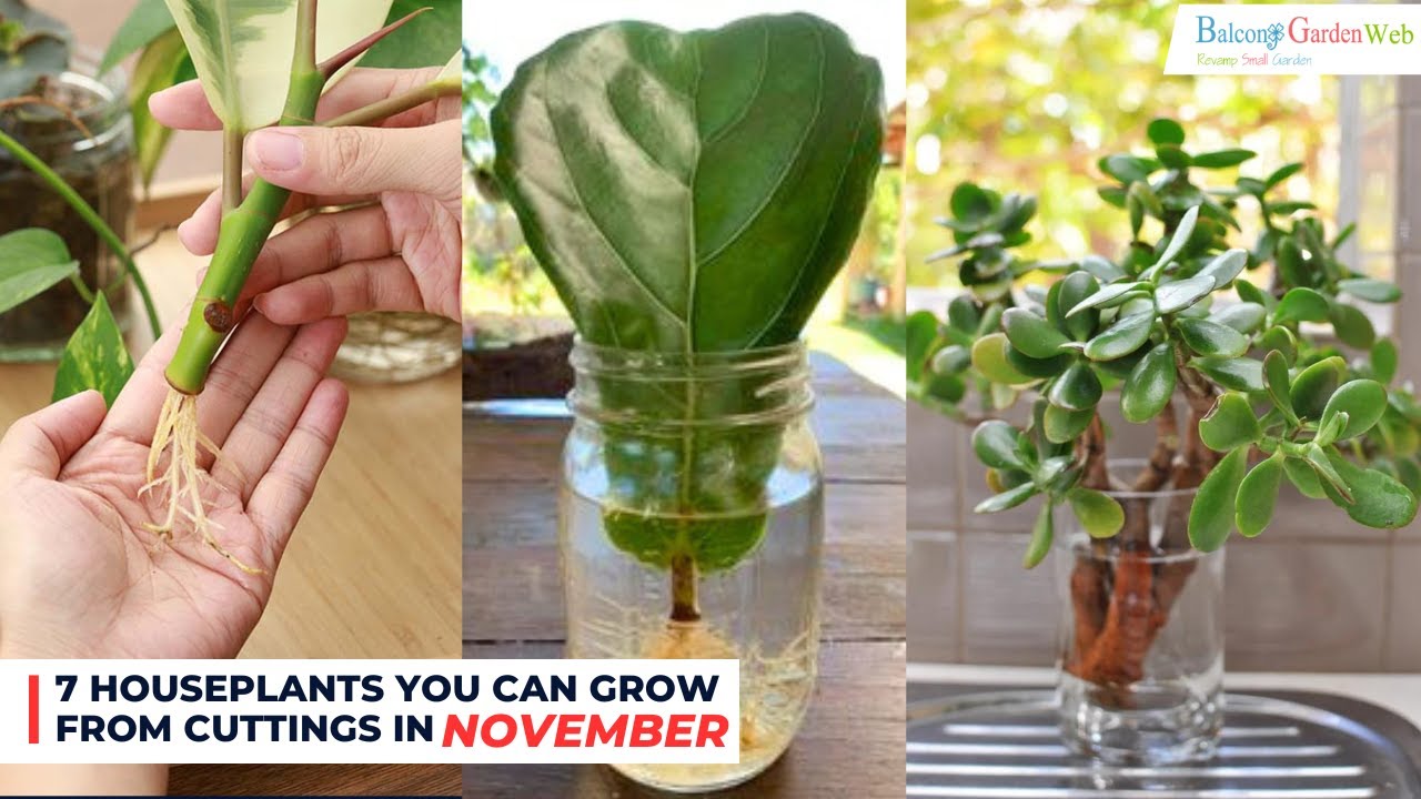 Multiply your plants: 7 houseplants you can grow from cuttings