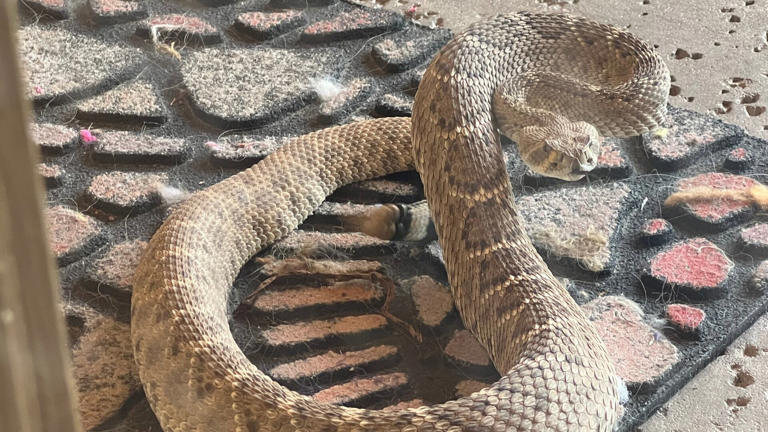 Rattlesnake season arrives in Arizona; here’s how you can stay safe