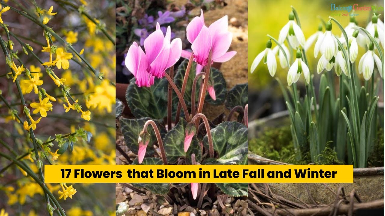 17 flowers that transform your garden during late fall and winter