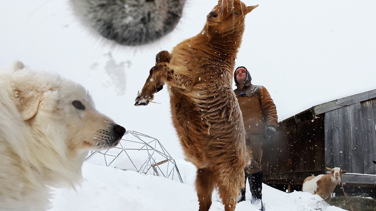 Surviving a 24-hour blizzard on the farm