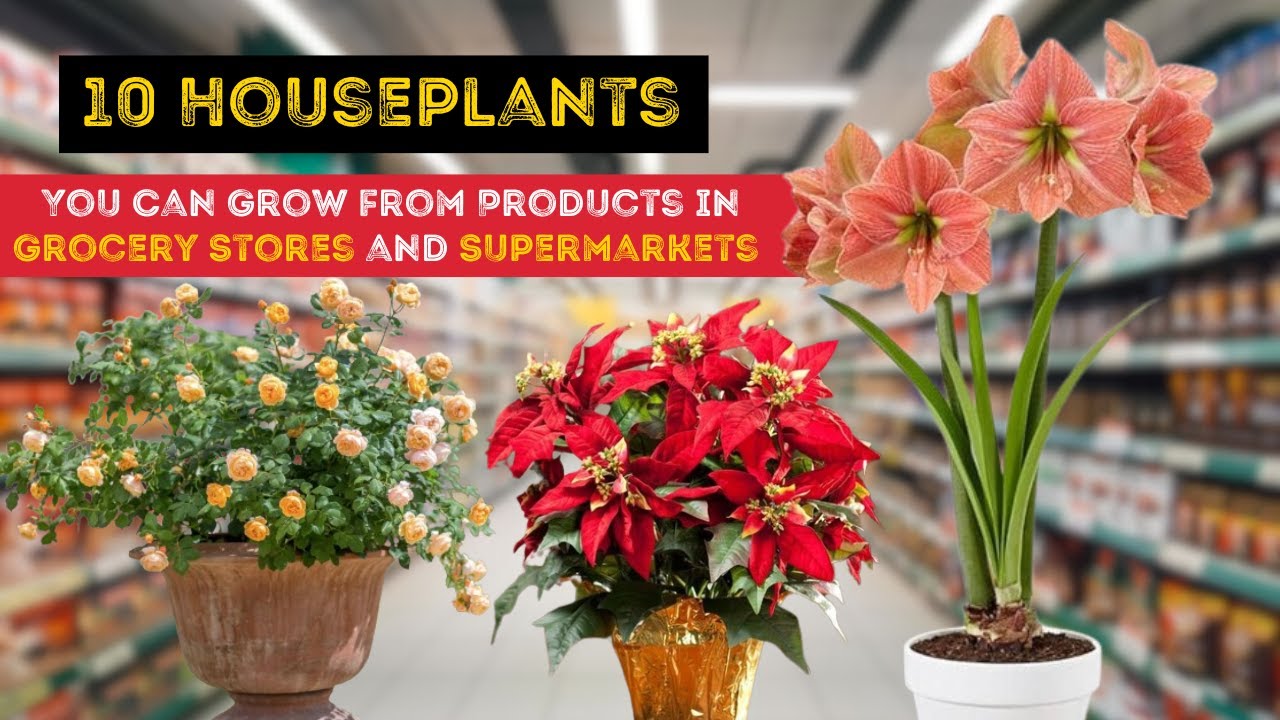 These 10 houseplants begin as ordinary grocery store products