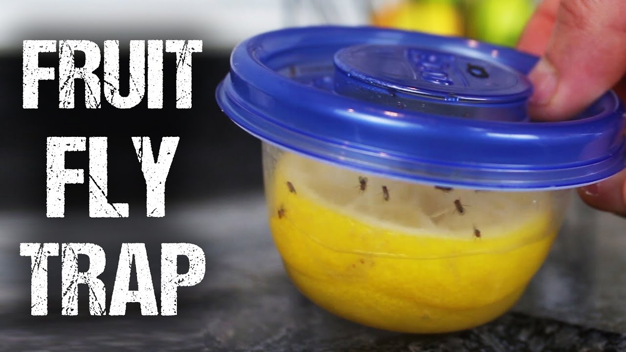 Lemon-Scented DIY Fruit Fly Trap That Really Works