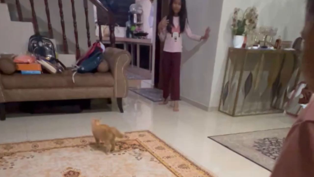 Playful cat can't resist leaping at everyone’s feet to play around