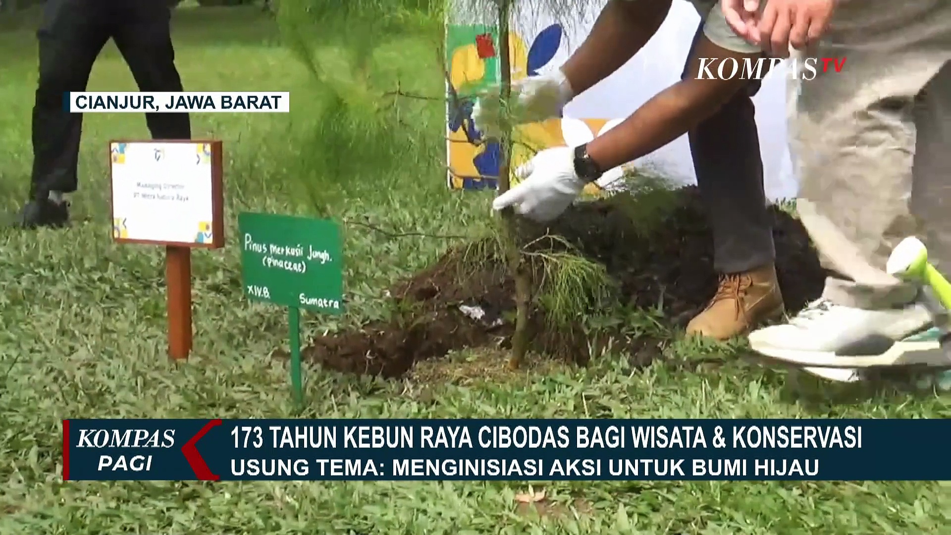 Perayaan 173 Tahun Kebun Raya Cibodas di Cianjur, Lestarikan Tumbuhan ...