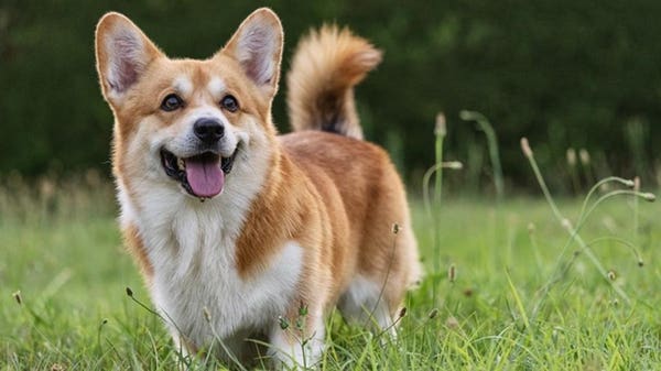 How Long Do Corgis Live?