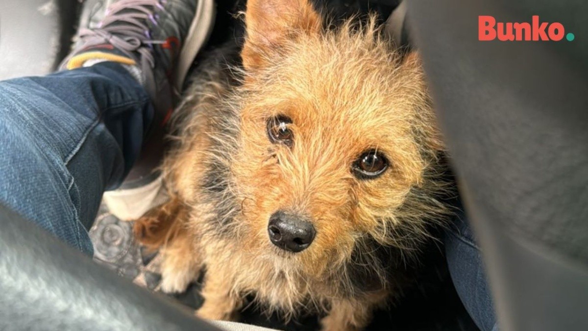 This little dog jumped into a stranger's car begging for help, what ...