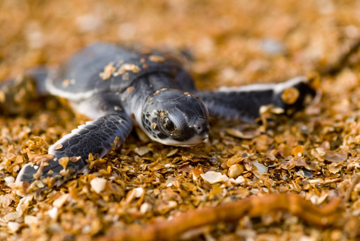 Endangered sea turtles population recovering globally, survey finds