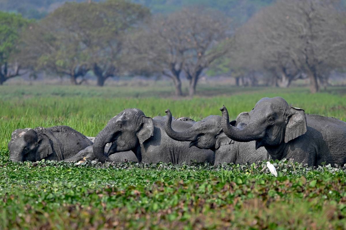 India's elephant warning system tackles deadly conflict