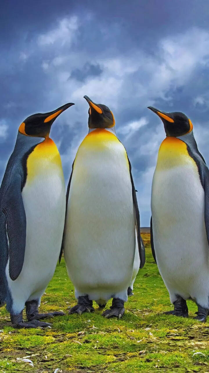 Penguins in the wild: 8 incredible places around the world to spot ...