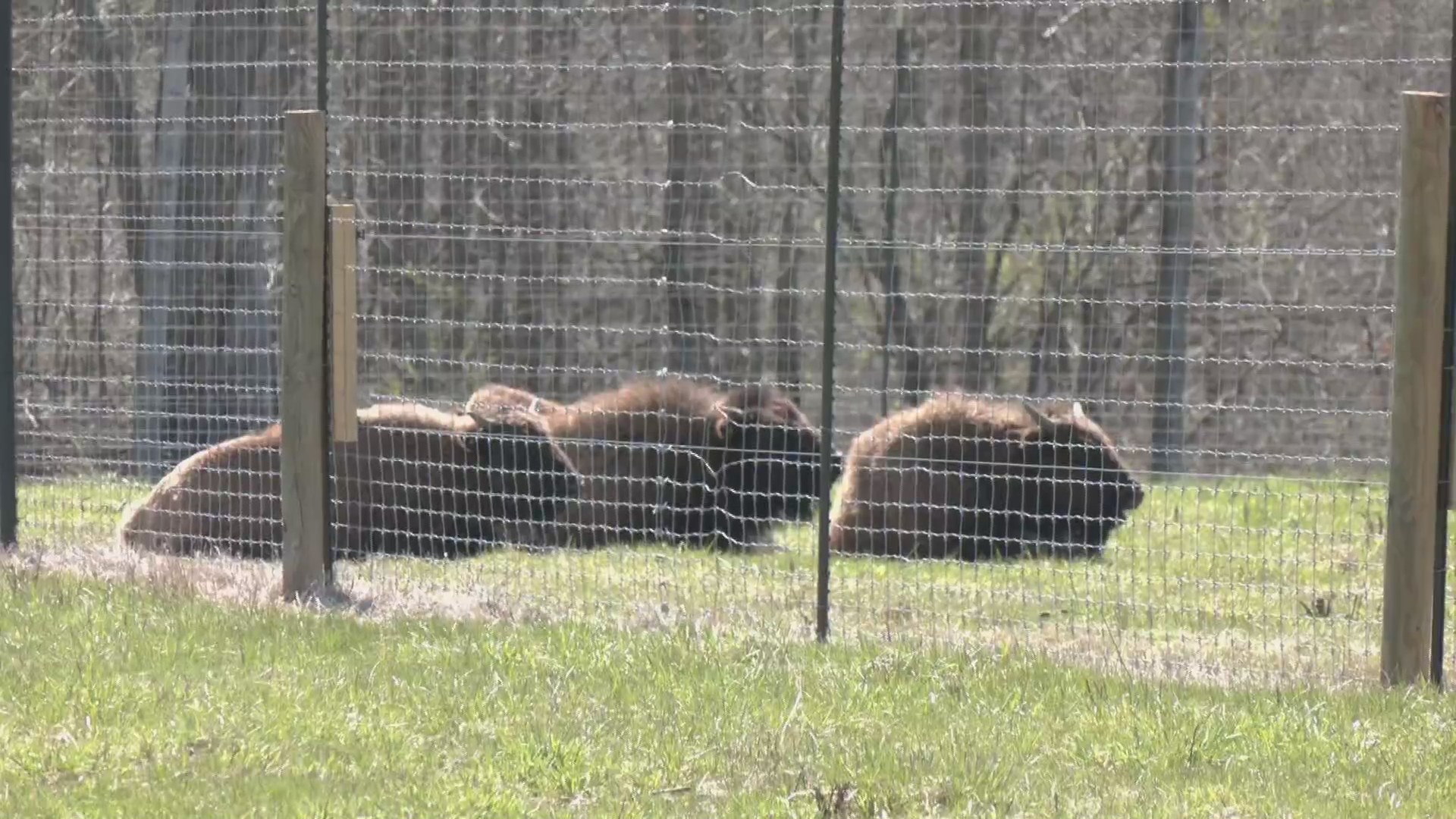 Somerset conservation center help repopulate endangered species