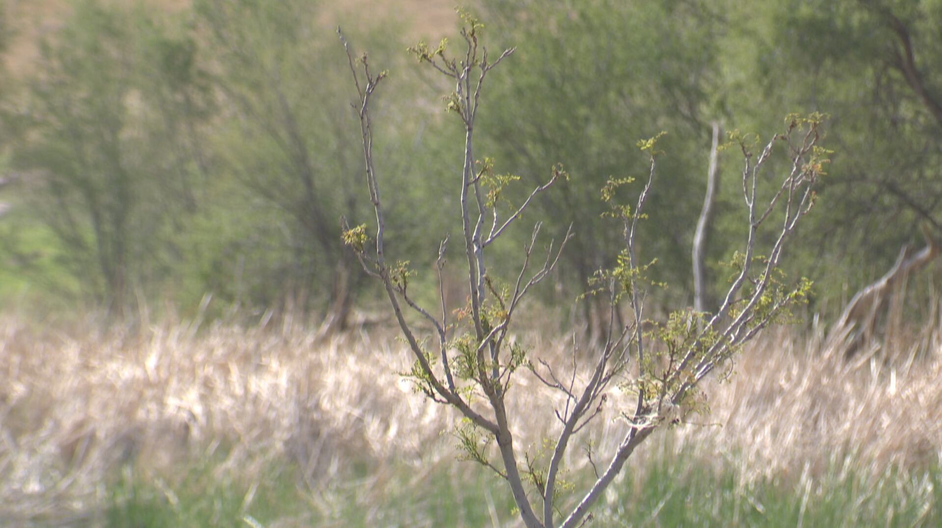 City of Lubbock Parks & Recreation keeping Lubbock beautiful with ...