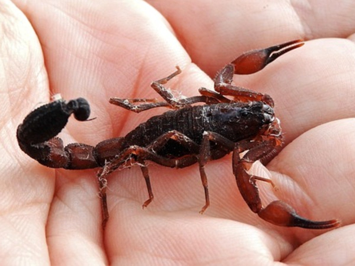 ¿Cómo saber si un alacrán es venenoso o inofensivo? Así puedes ...
