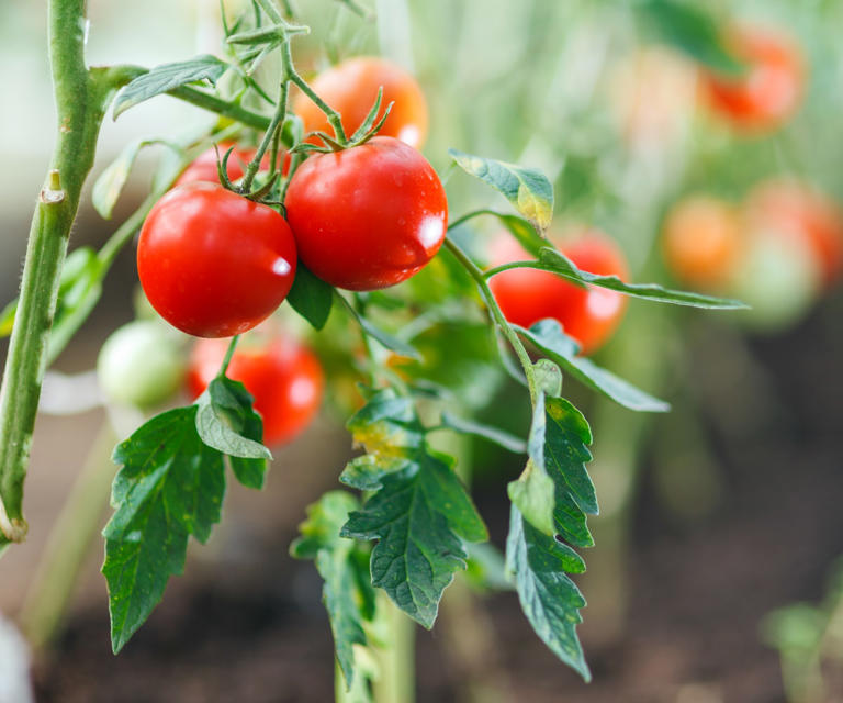 5 easy gardening jobs to get done before September arrives – don't ...