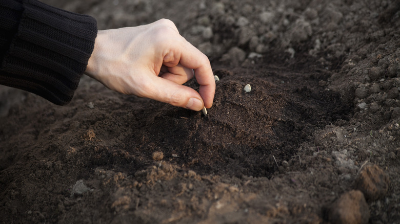 What To Do If You've Planted Seeds Too Deep