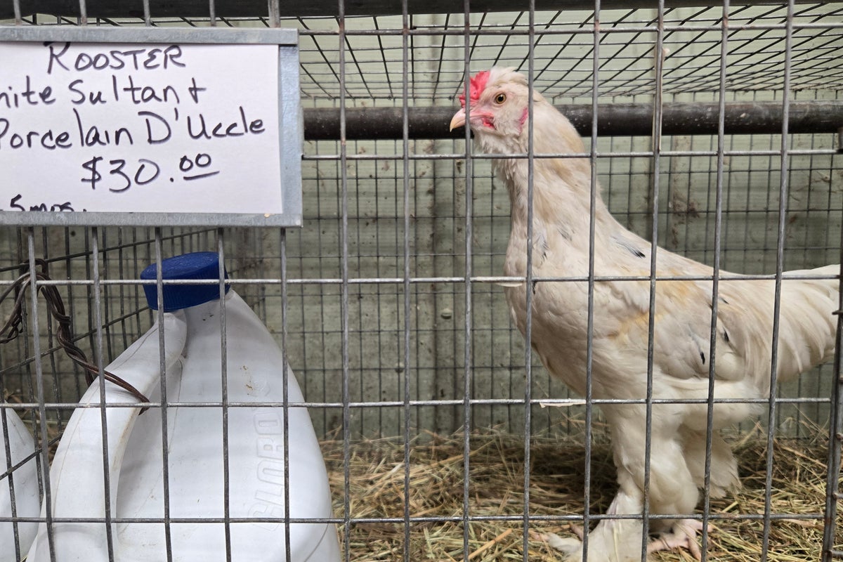 An experimental bird flu vaccine just saw success in trial — here’s ...