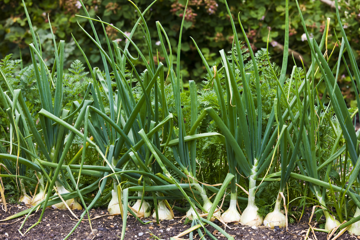 Yes, You Can Grow Onions From Onions—Here's How