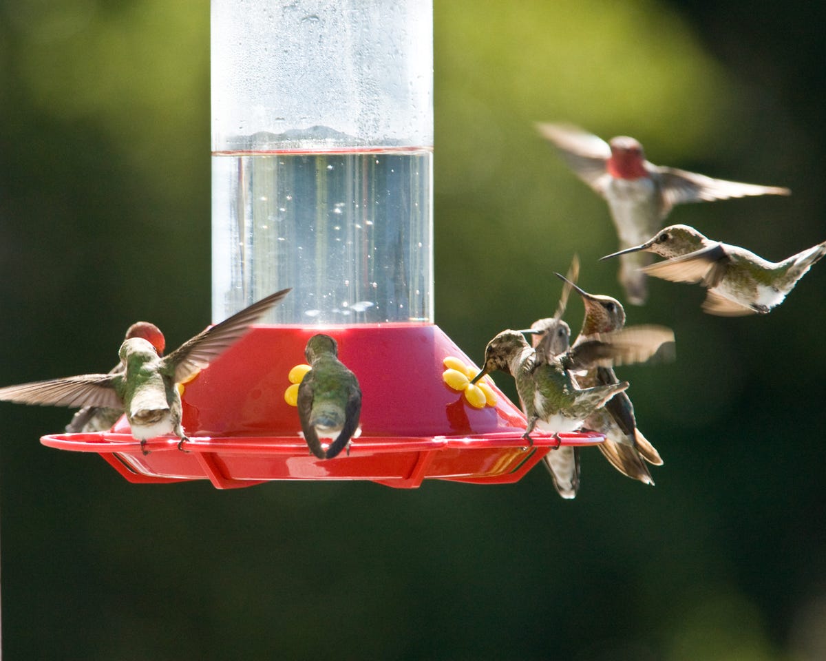 This simple 2-ingredient nectar will attract hummingbirds to your yard