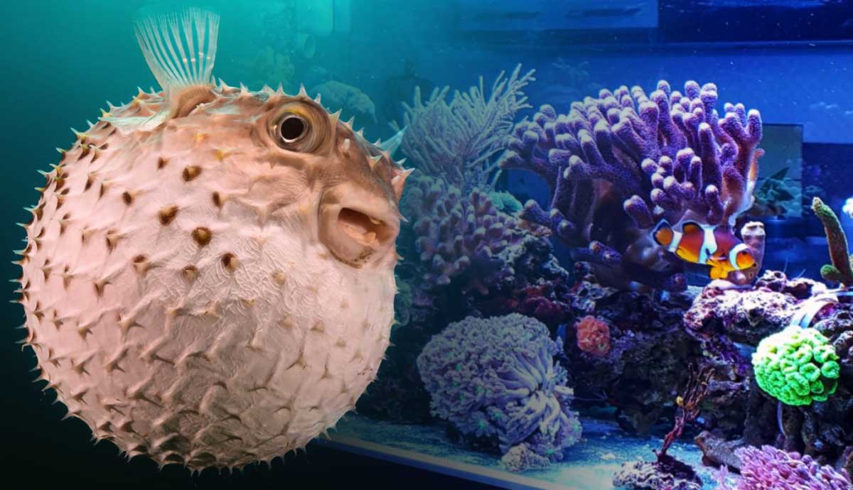 What Kind of Tank Does a Pufferfish Need?