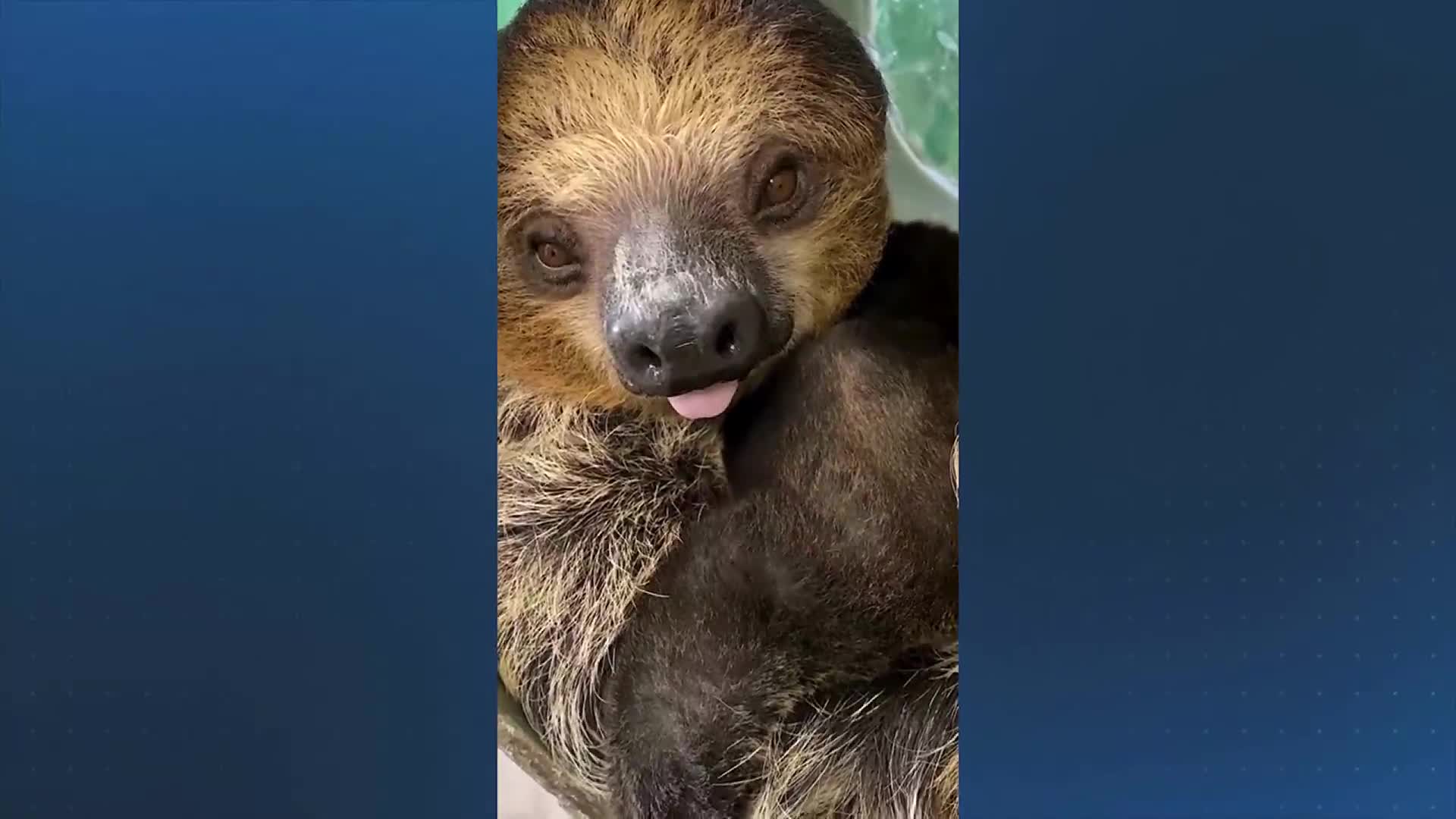 ‘We are thrilled’: Stone Zoo celebrates birth of Linnaeus’s two-toed sloth