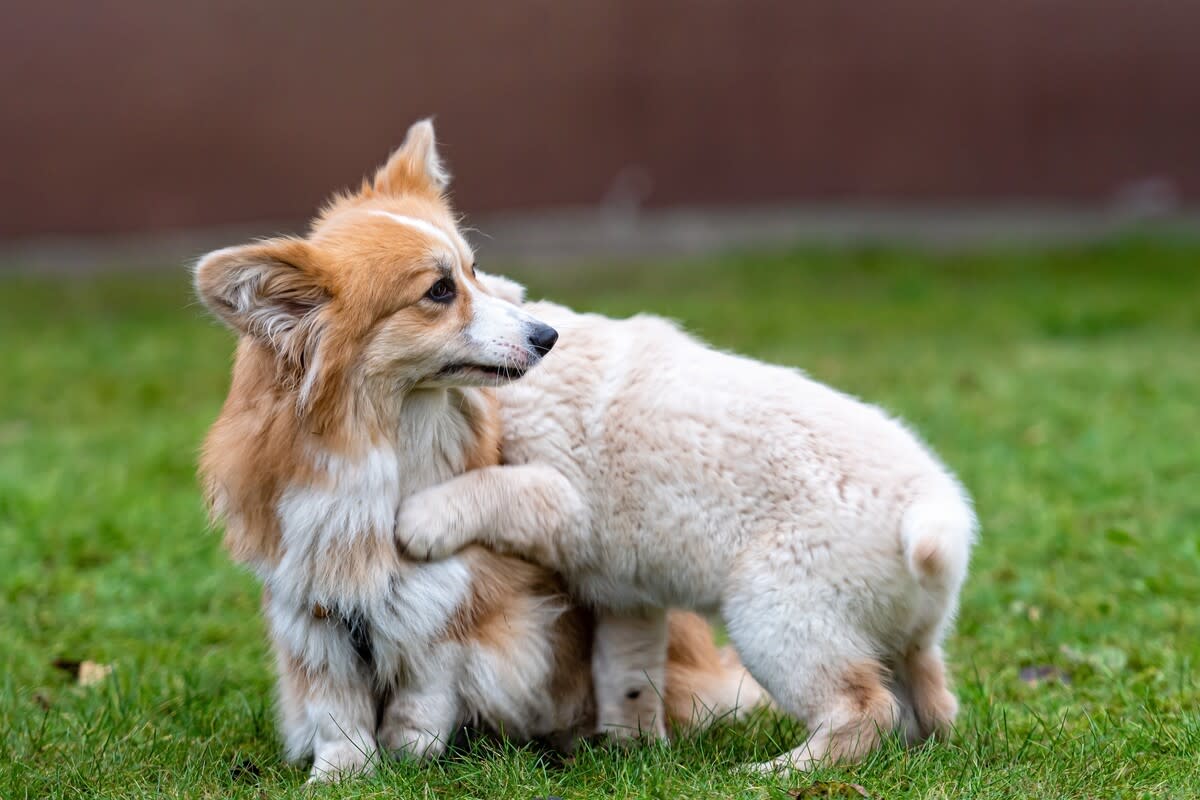 Grumpy Corgi Trying to ‘Set Boundaries’ with Golden Retriever Puppy ...