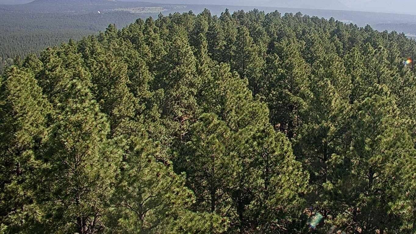 How Trump S Timber Order Impacts Western Forests Including Those In