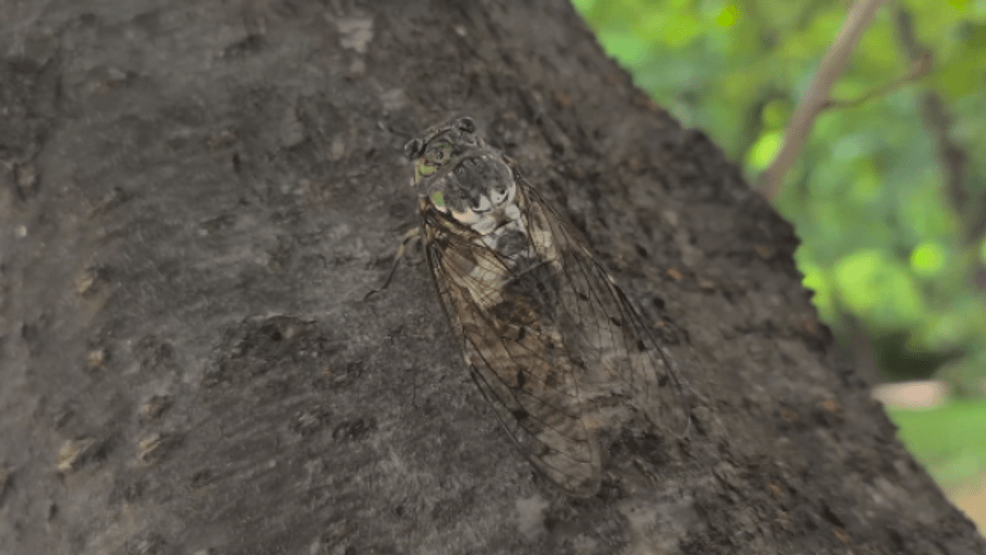 Cicada invasion part two: brood XIV buzzes back after 17-year hiatus