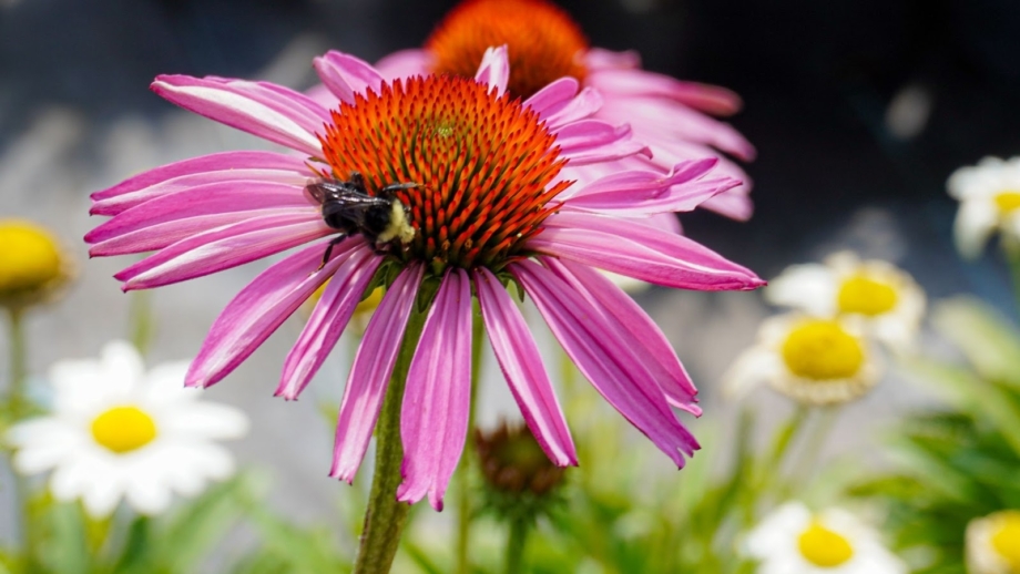 15 Native Plants for Pollinators in Northeast US Gardens