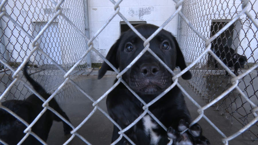 Honoring animal control officers during National Care Week