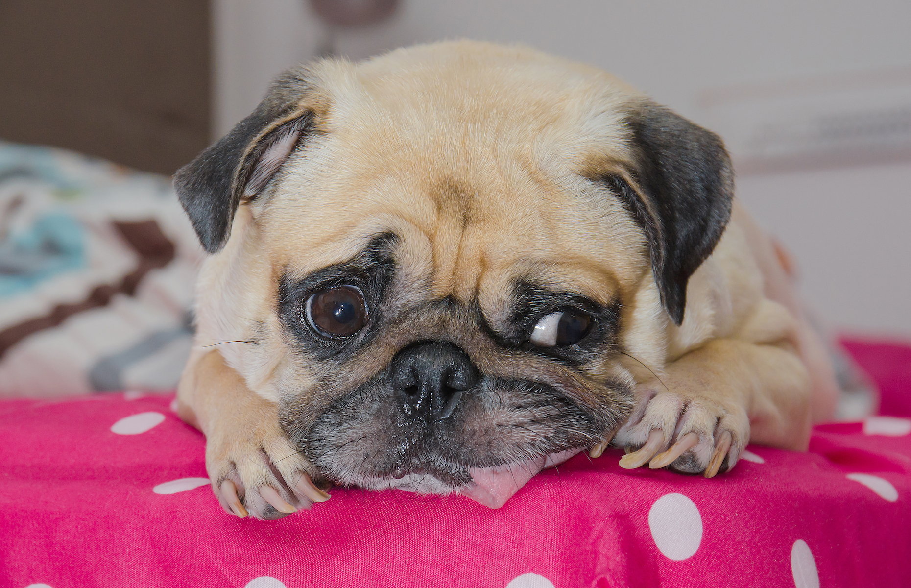 20 signs your dog is under stress and what to do