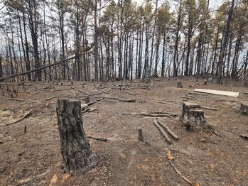 Supplementary budget set at $478M for wildfire recovery, presidential ...
