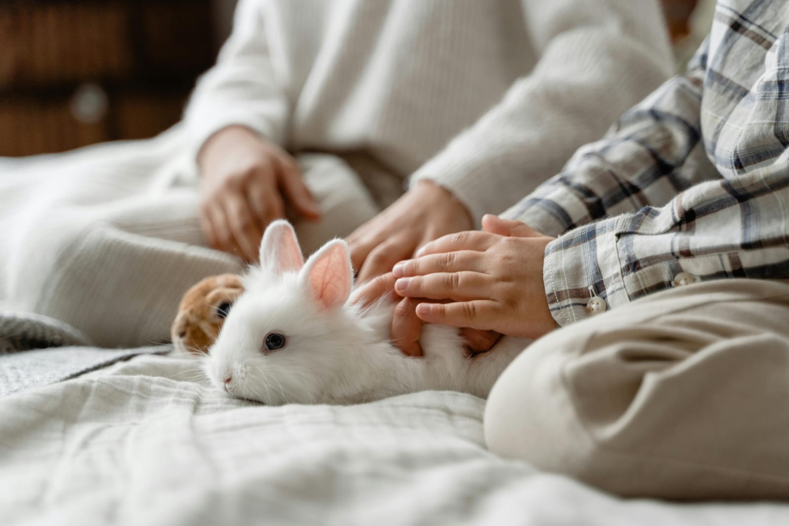 From Gift to Abandoned Pet: Why This Major UK Pet Chain Is Taking Rabbits Off Shelves This Easter