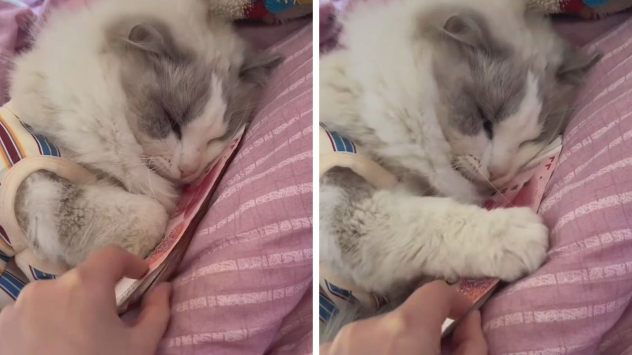 Greedy Cat! Funny moment cat guards money while sleeping