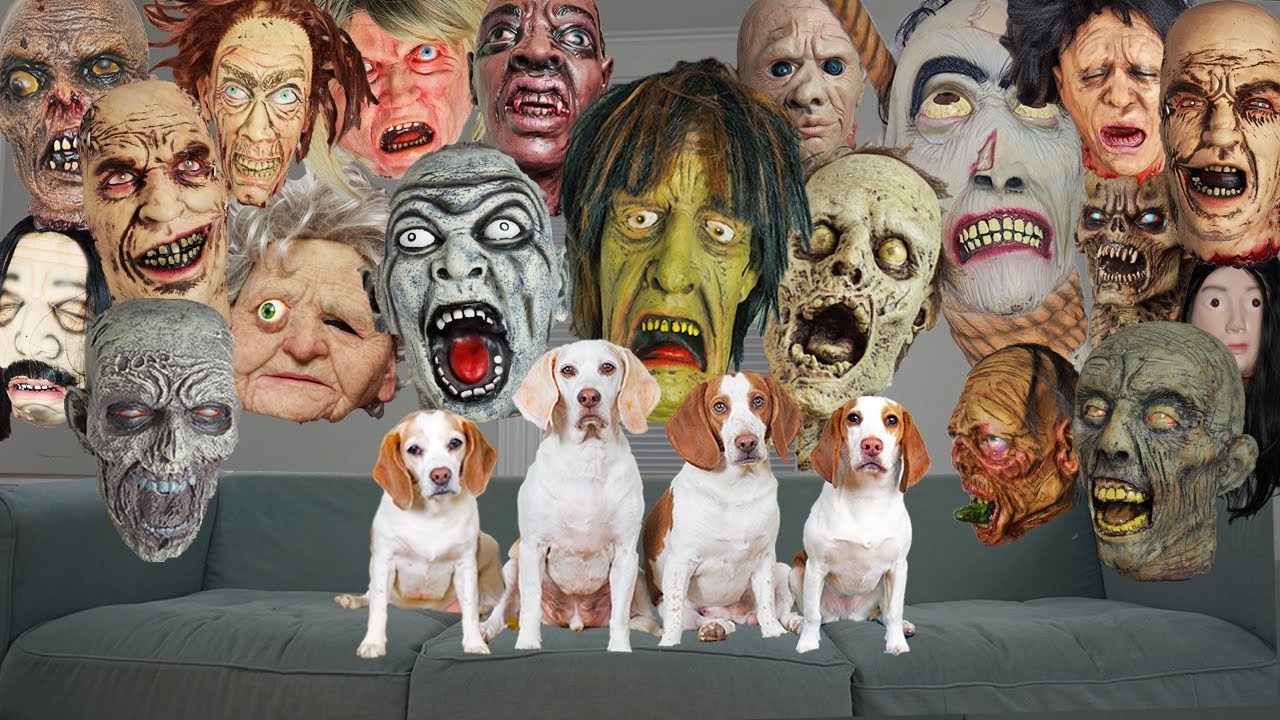 Dogs battle zombie head invasion on Halloween in epic prank