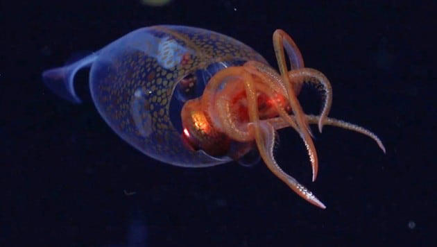 Online-User findet extrem seltenen Koloss-Kalmar