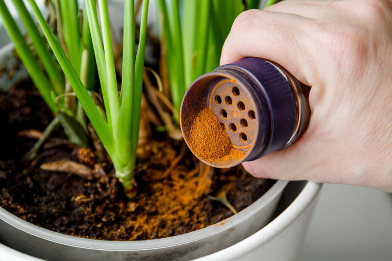 Sprinkle Cinnamon on Your Plants and Watch What Happens