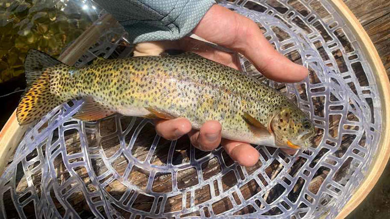Fly Fishing Cutbows | a Hybrid That’s the Best of Both Trout Worlds